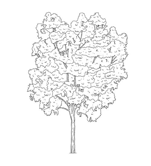 Caoba